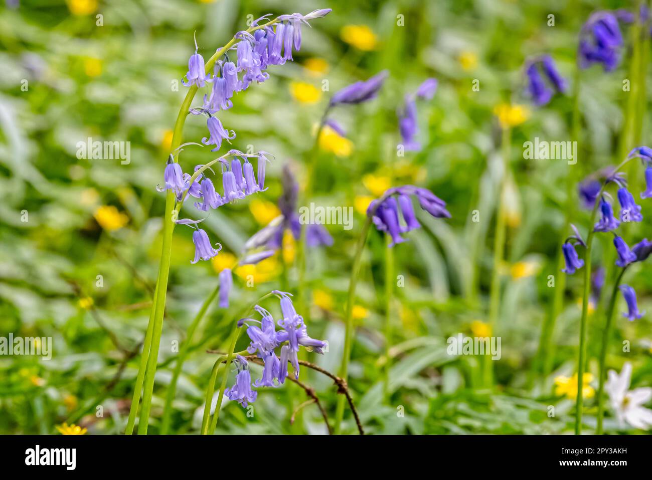 Close up of small clump of beautiful Bluebells in a woodland against a ...