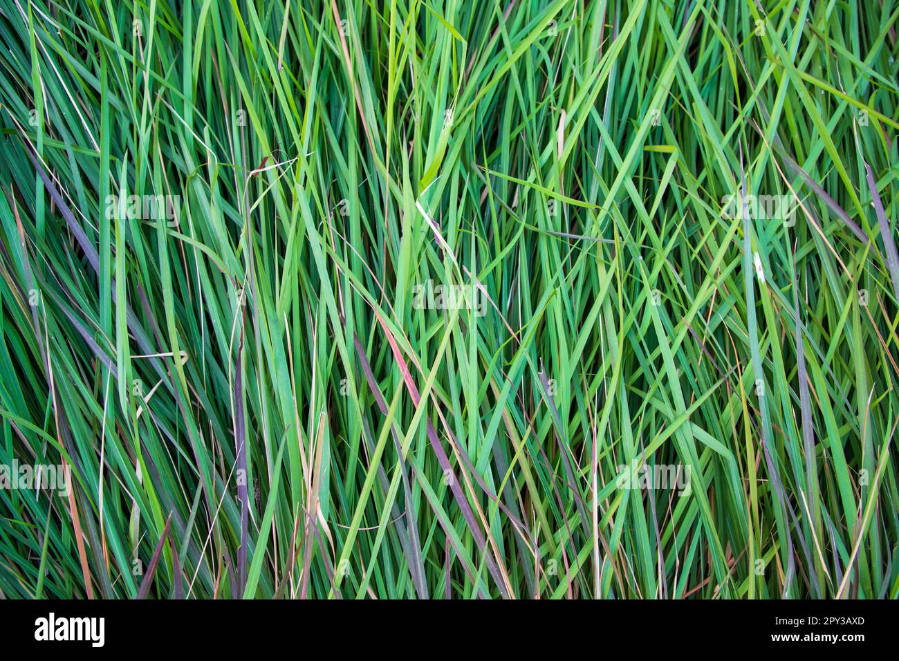 Close-up Green long grass pattern texture can be used as a natural ...