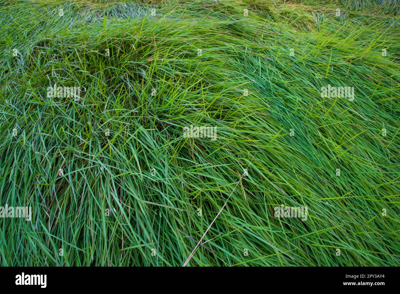 Close-up Green long grass pattern texture can be used as a natural ...
