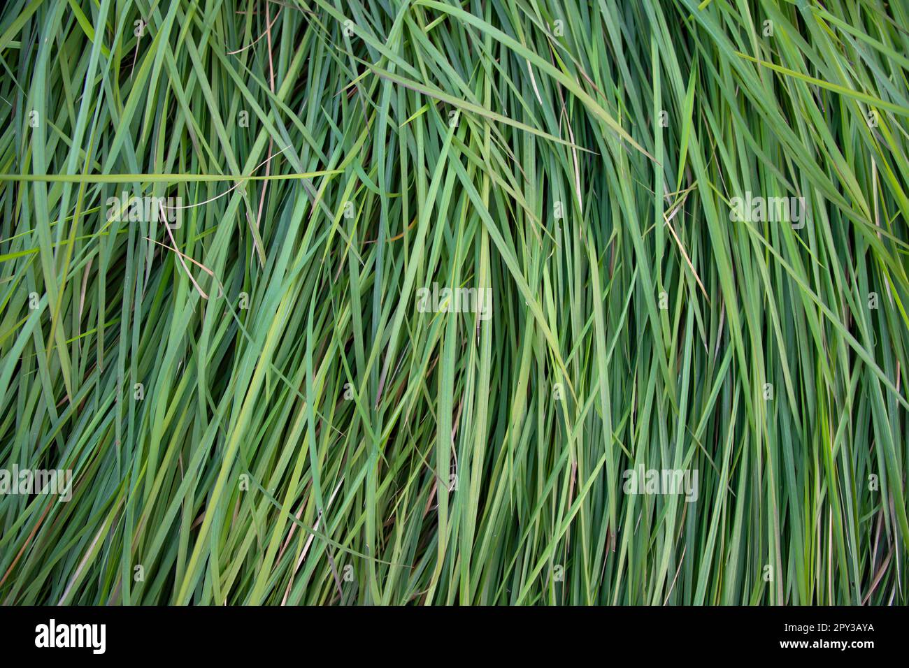 Close-up Green long grass pattern texture can be used as a natural ...