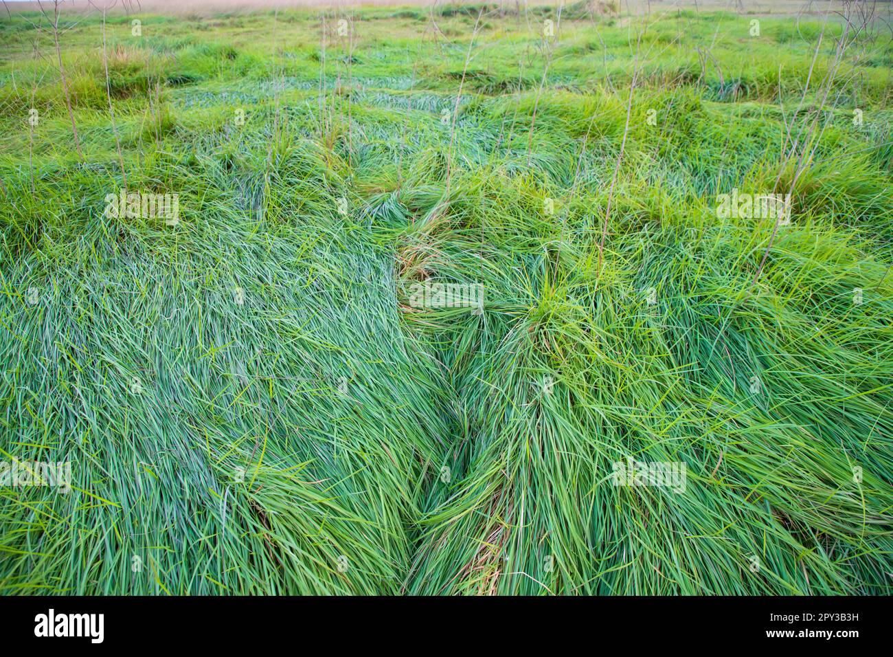 Close-up Green long grass pattern texture can be used as a natural ...