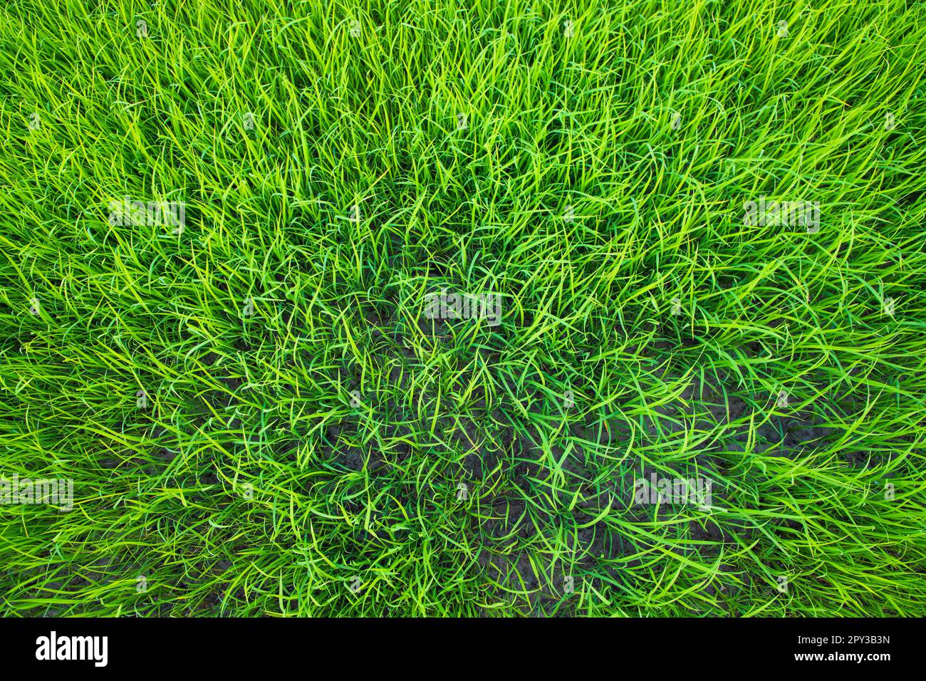 Green Rice seedlings plant texture background wallpaper Stock Photo - Alamy