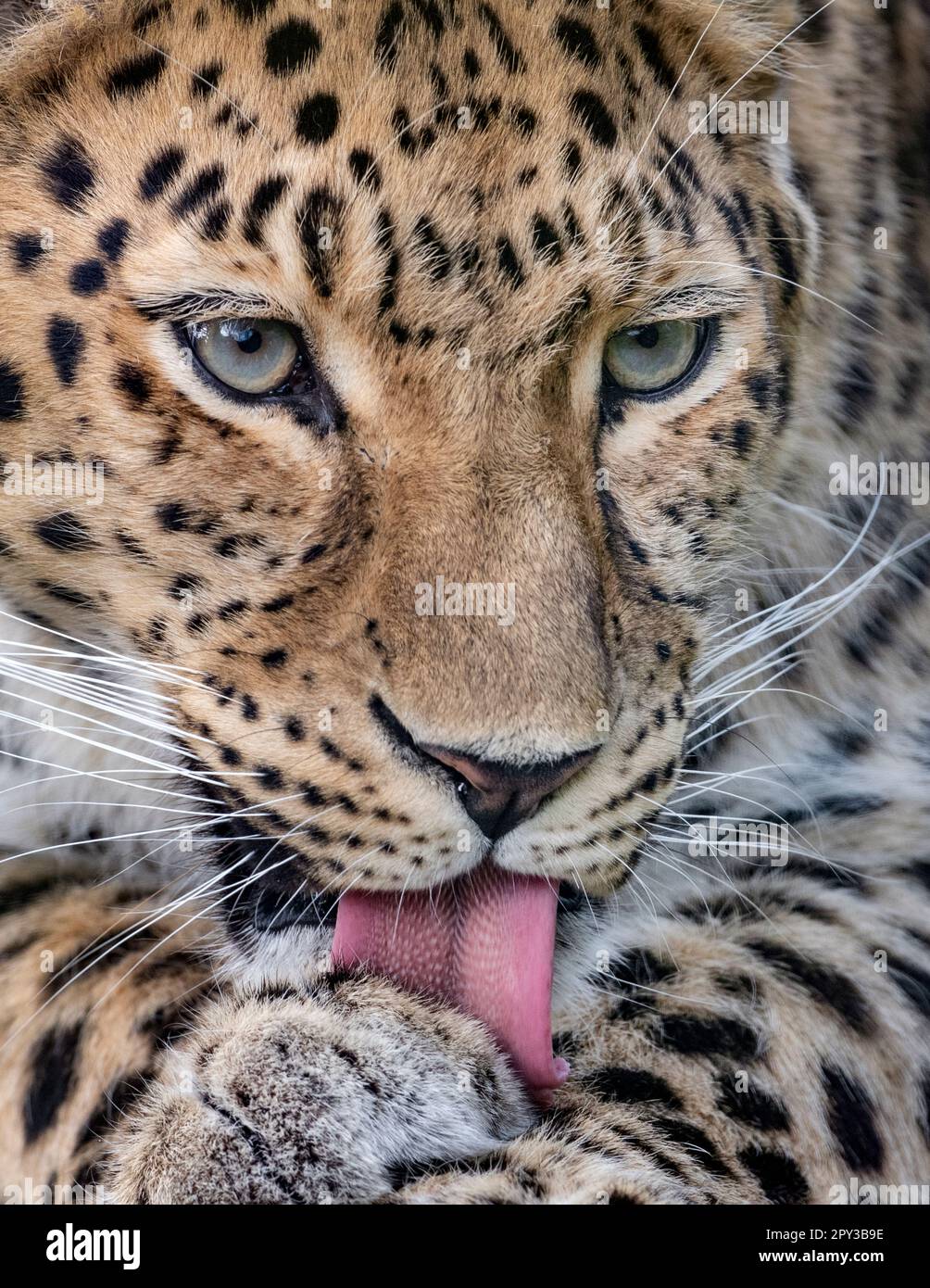Female Amur leopard washing her paw (close-up Stock Photo - Alamy