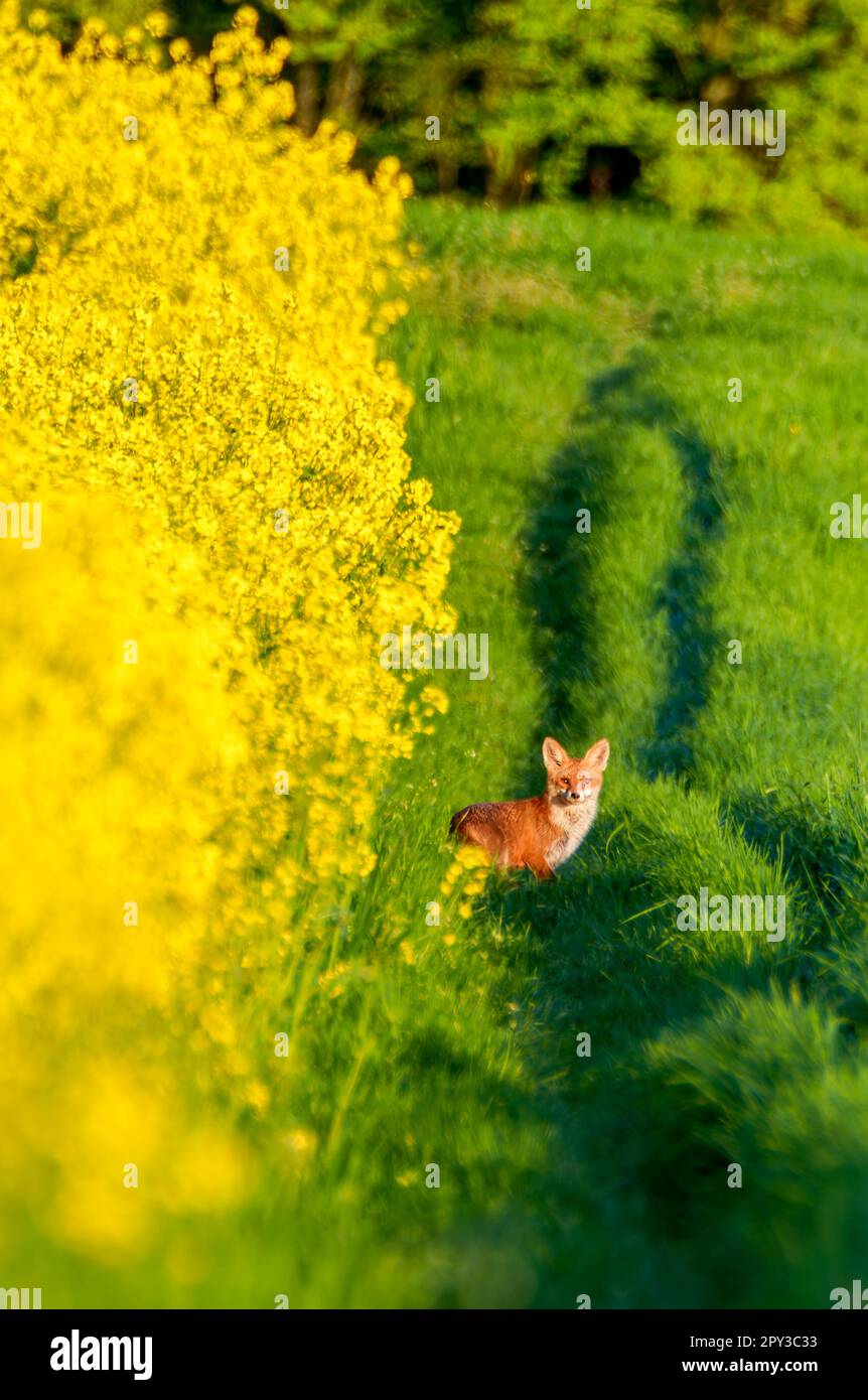 Fox, wild, native, iconic British mammal. A close up of a young fox ...