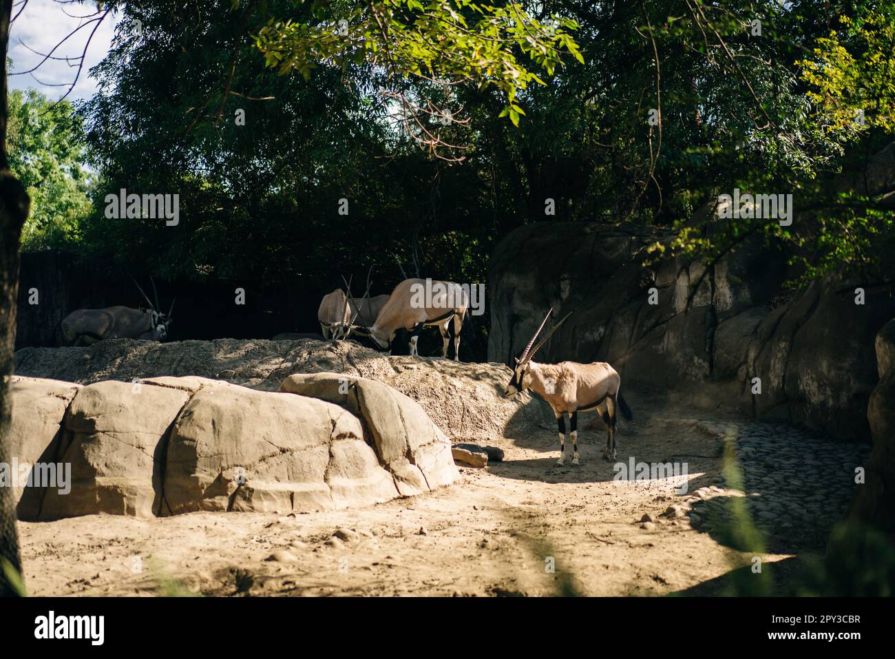 Blackbuck Antilope cervicapra in a beautiful zoo in the center of the ...