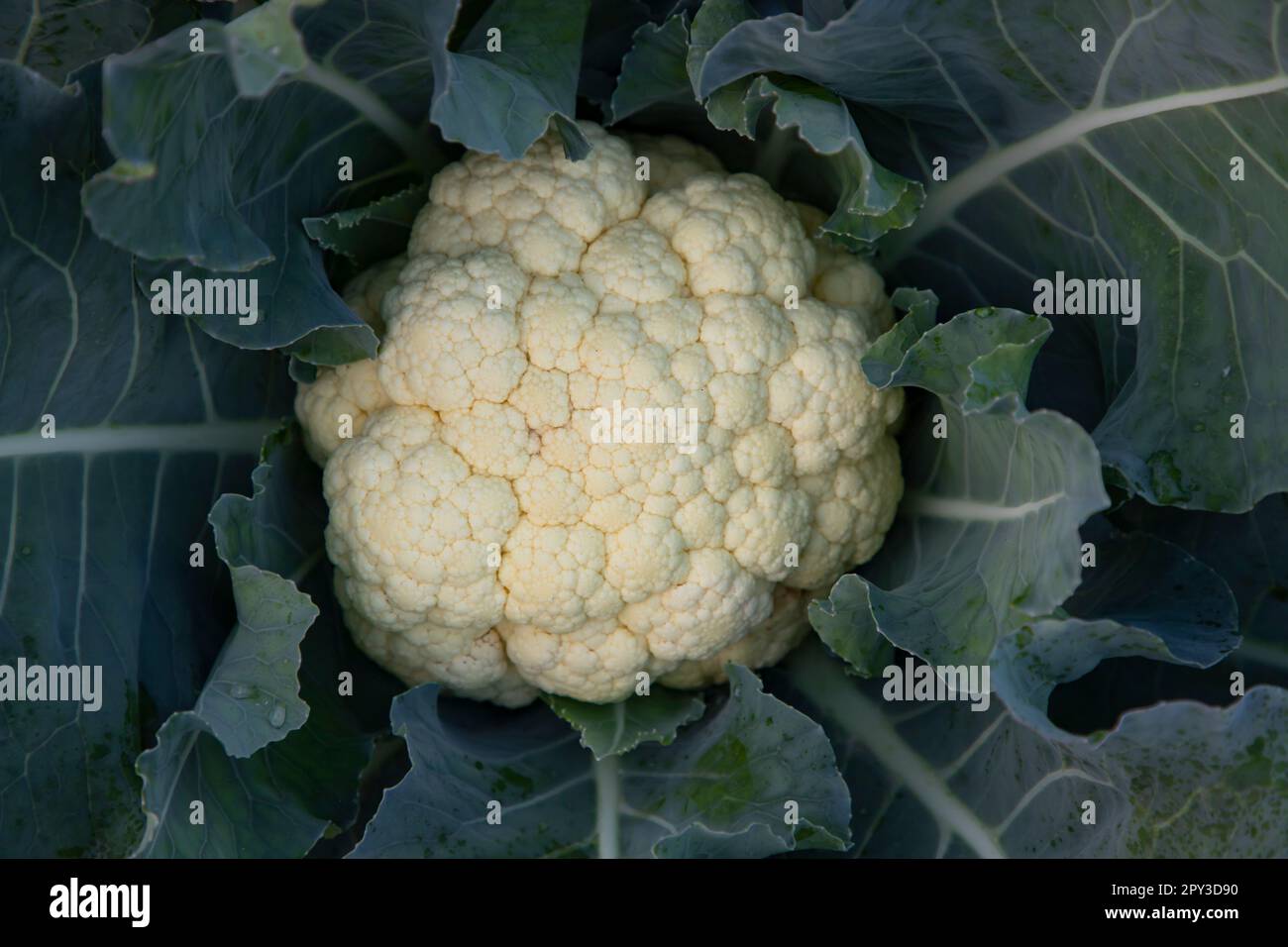 Fresh organic raw Cauliflower top view with green leaves in the garden ...