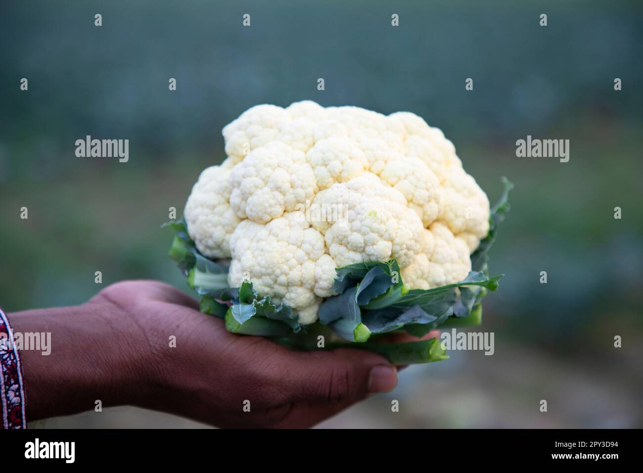 hand holding Fresh organic Cauliflower with the blurry background Stock ...