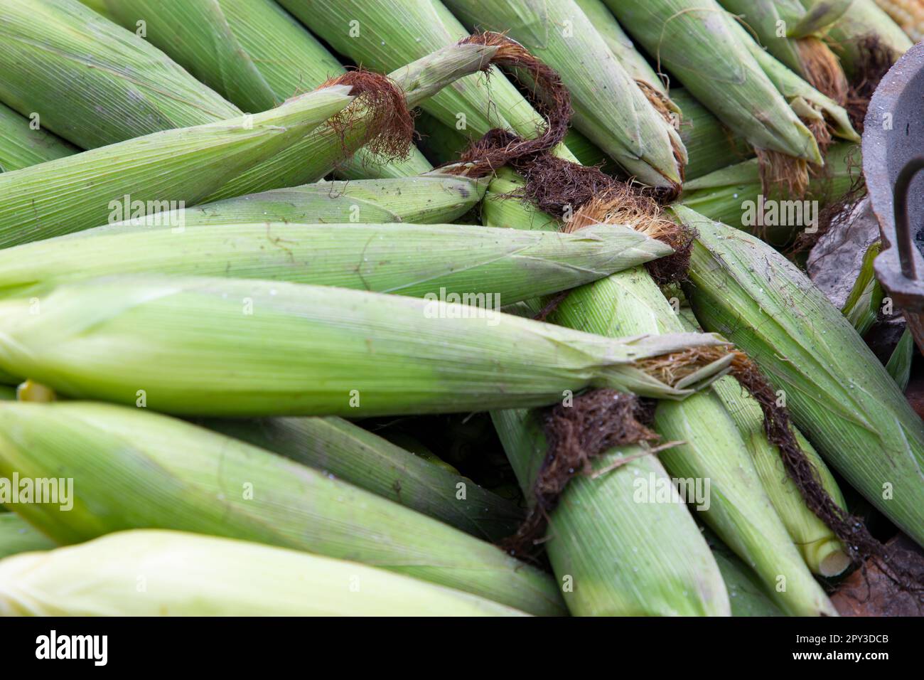 Fresh corn cob and green leaves' background texture Stock Photo - Alamy