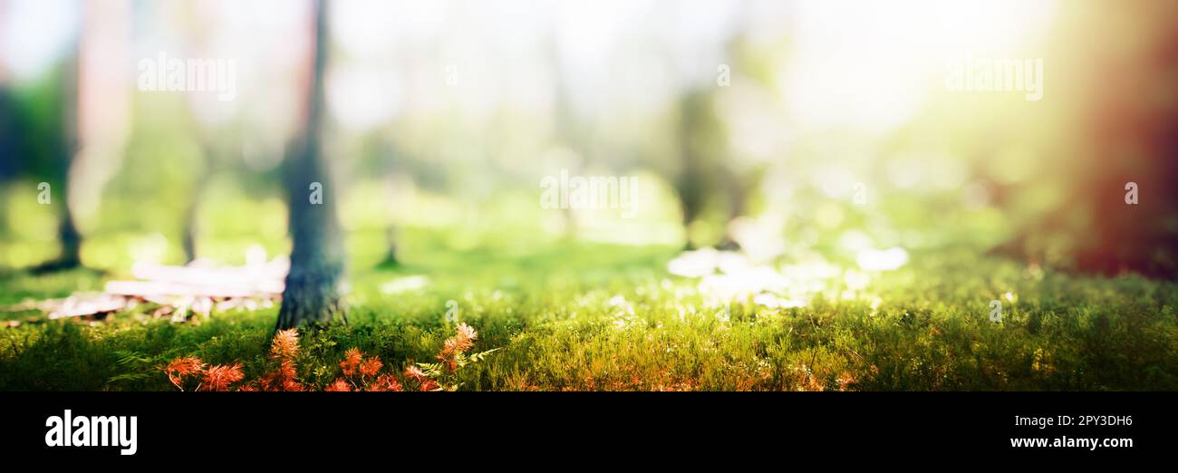 Forest bokeh nature background. Trees and plants panorama Stock Photo ...