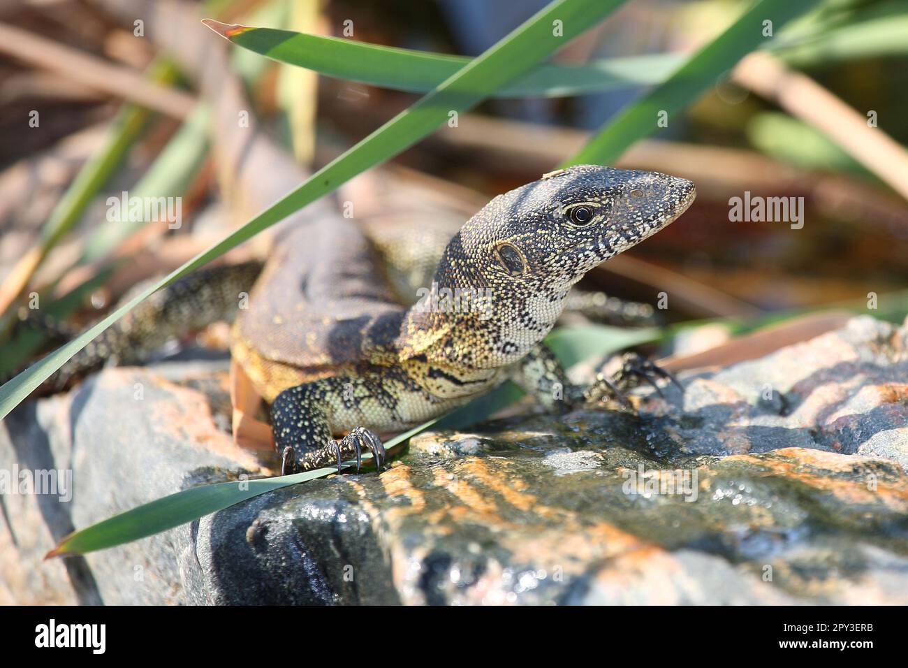 Nilwaran / Nile monitor / Varanus niloticus Stock Photo - Alamy