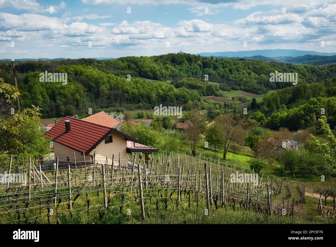 Beautiful rural landscape scenery with vineyards and forest on green ...