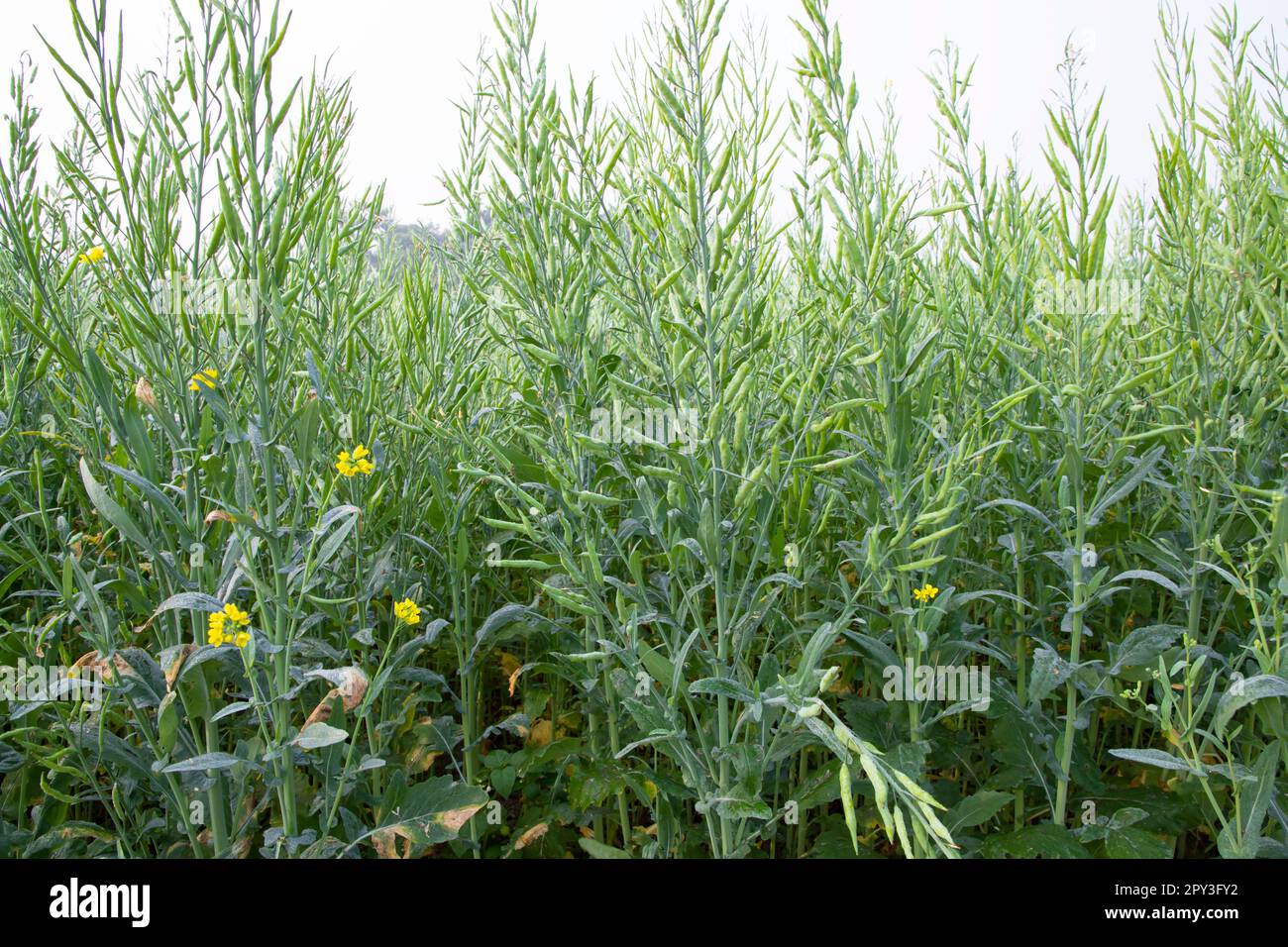 Rapeseeds field hi-res stock photography and images - Alamy