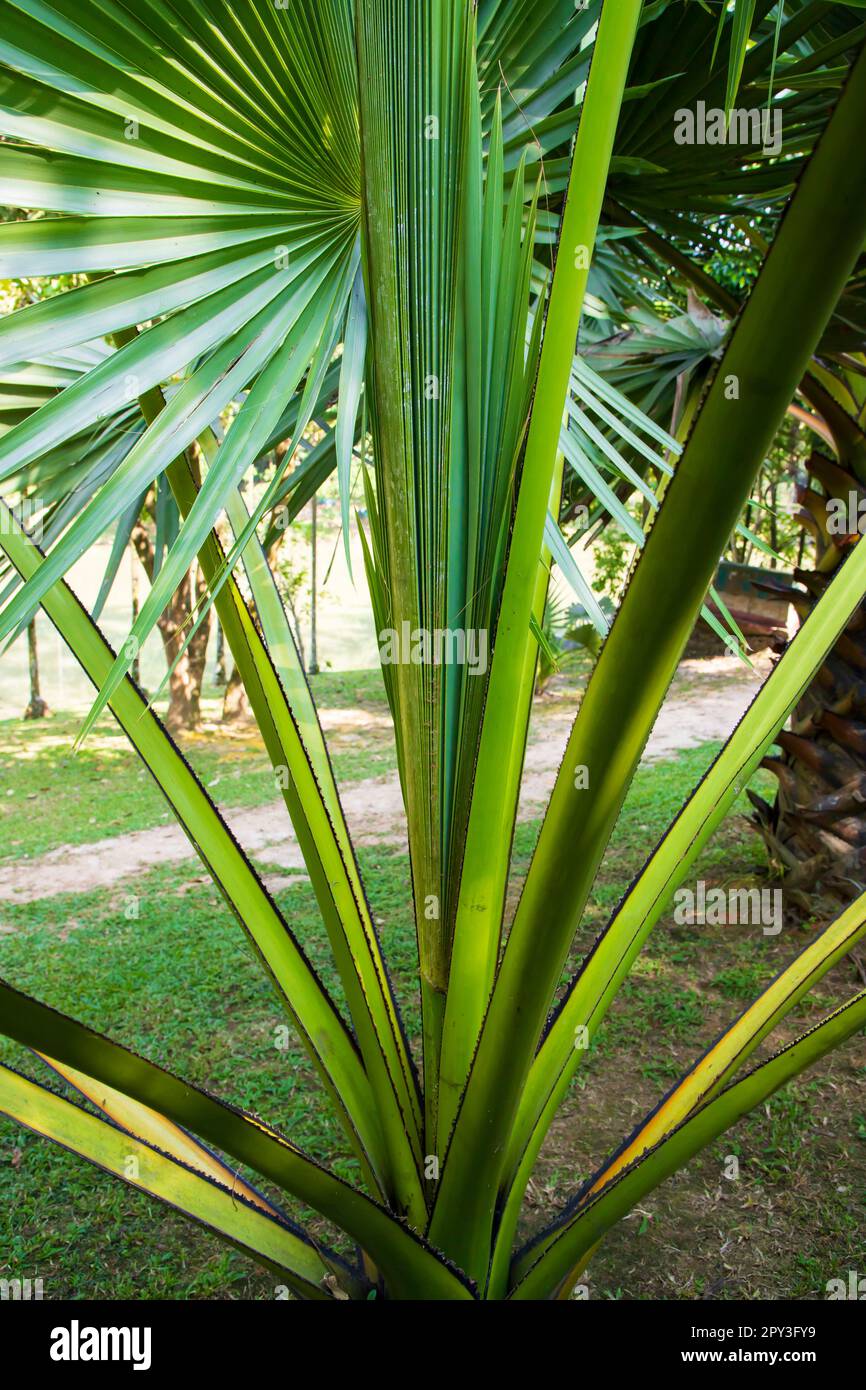 Palm trees in the Park greenery landscape view Stock Photo - Alamy