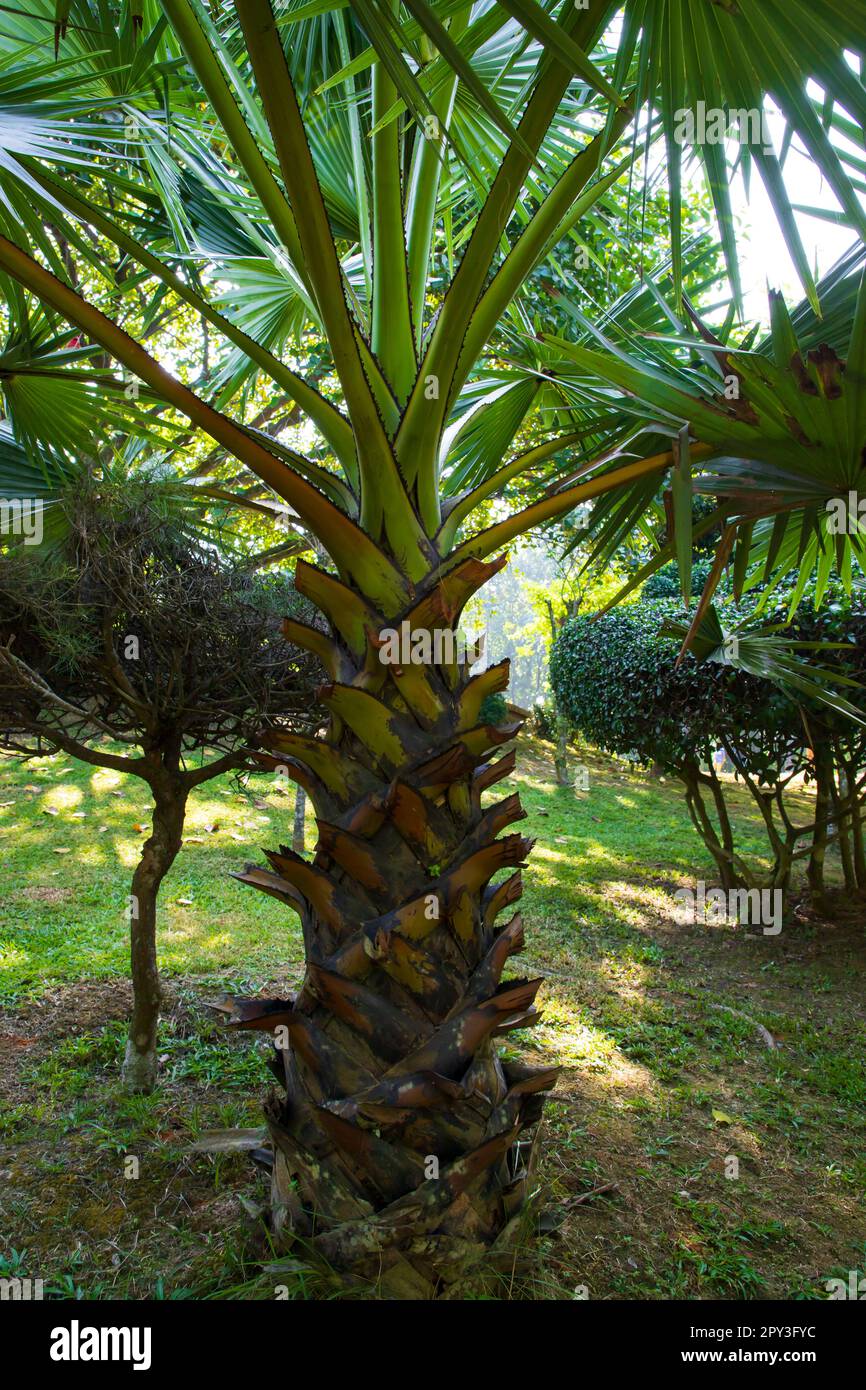 Palm trees in the Park greenery landscape view Stock Photo - Alamy
