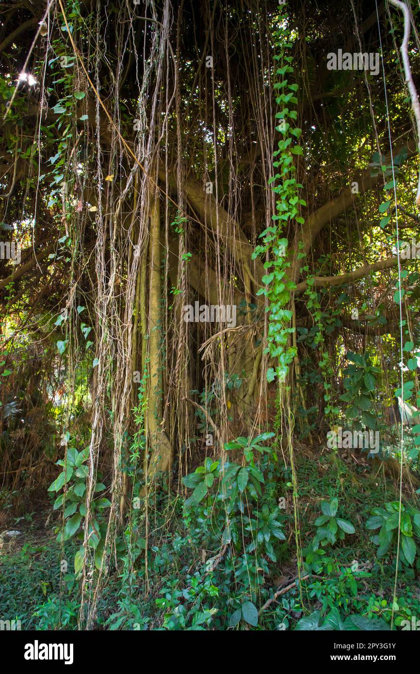 Big Bot or Banyan Tree with Branch root Stock Photo - Alamy