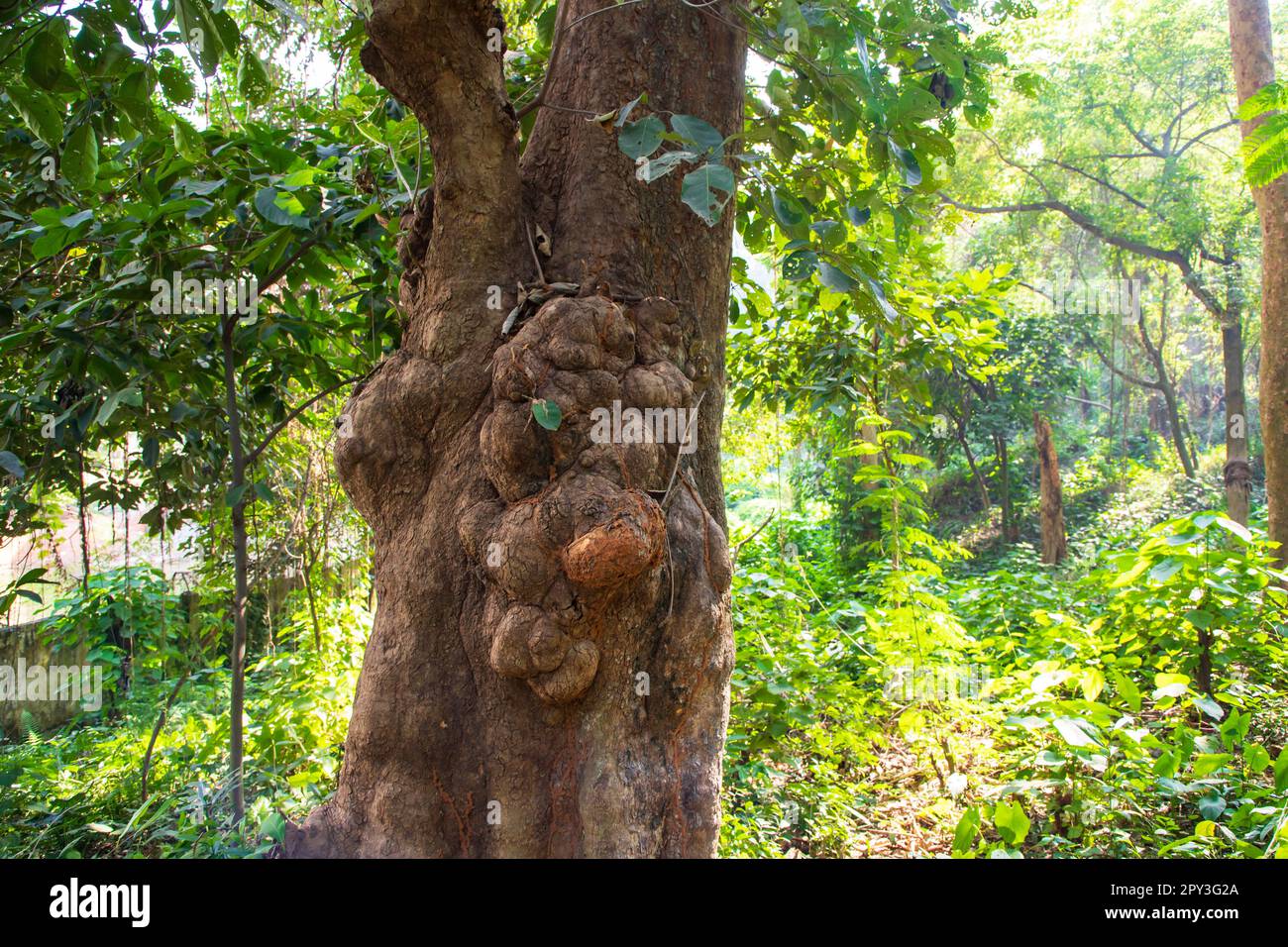 the biggest old tree in the forest with a greenery view Stock Photo - Alamy