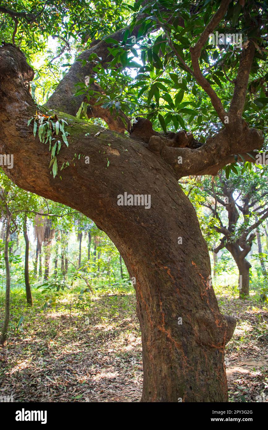 the biggest old tree in the forest with a greenery view Stock Photo - Alamy