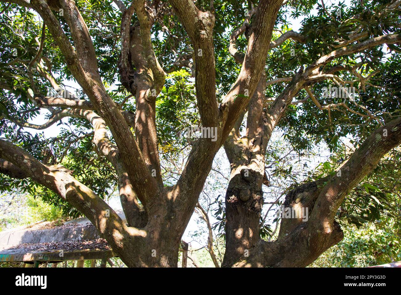 Natural Landscape view texture of Old Mango Tree Brach in the Park ...