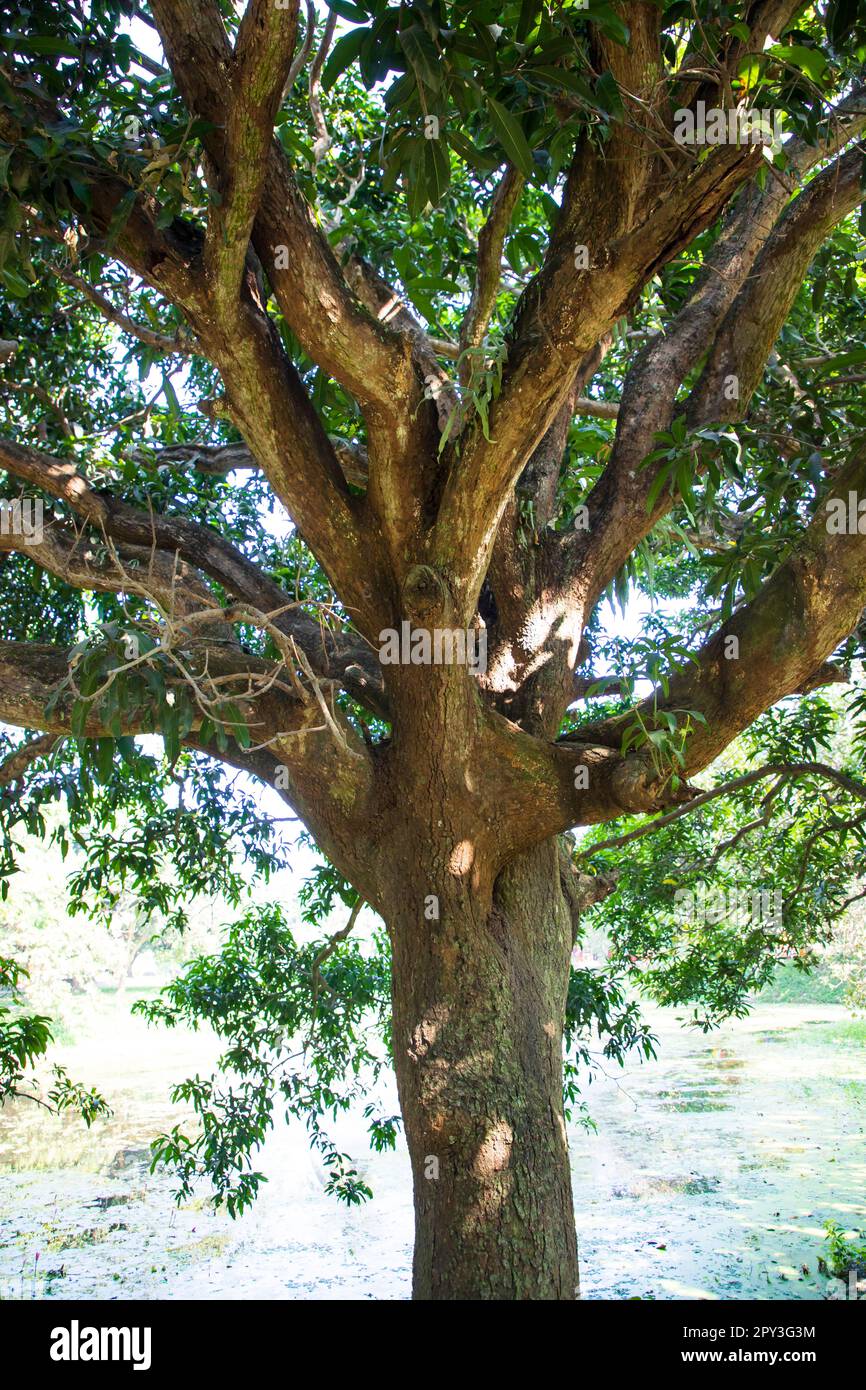 Natural Landscape view texture of Old Mango Tree Brach in the Park ...