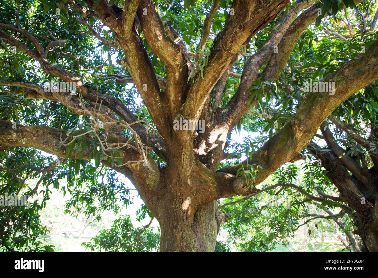 Natural Landscape view texture of Old Mango Tree Brach in the Park ...
