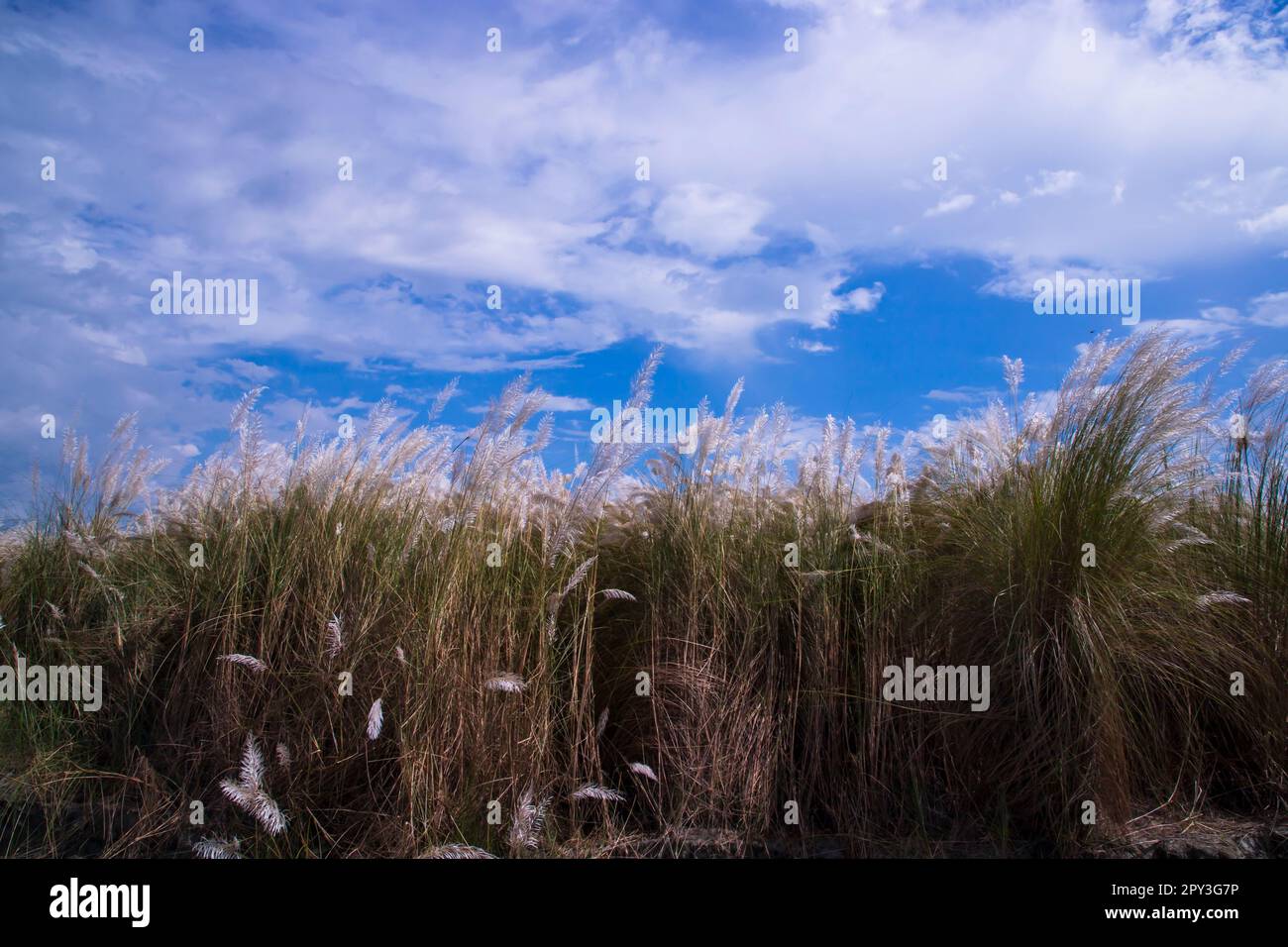 Autumn icon White kans grass or saccharum spontaneum flowers under the ...