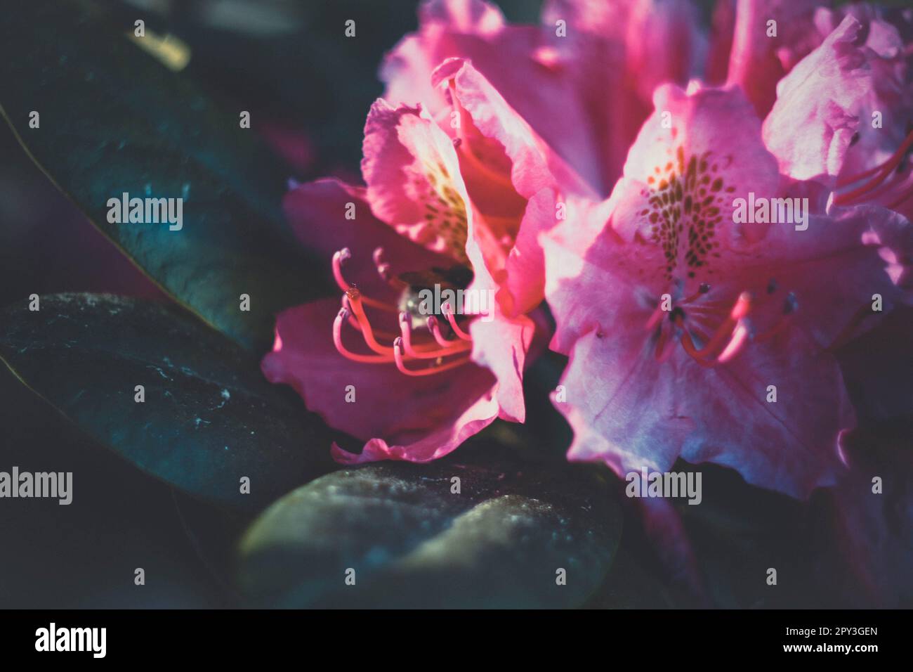Close up pink azalea flowers concept photo. Flowering season. Blooming ...