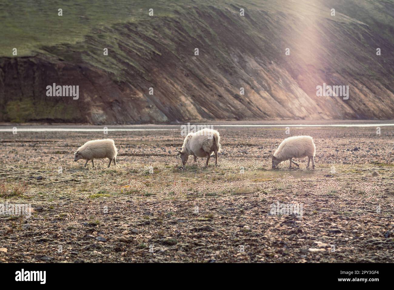Cashmere goats grazing in dry pasture landscape photo. Beautiful nature ...
