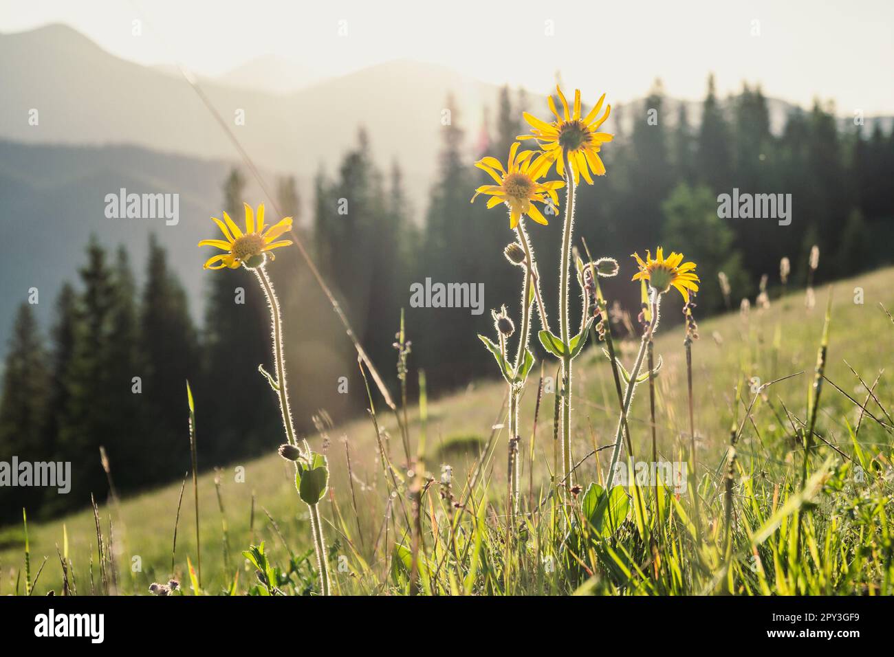 Close up dwarf sunflowers concept photo. Meadow with spruces, mountain ...