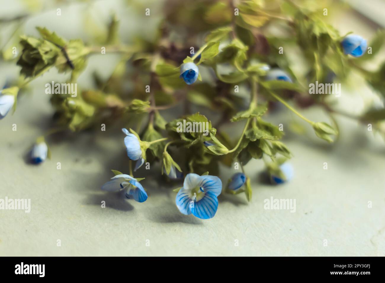 Close up forget-me-nots flowers concept photo. Spring blooming plants ...