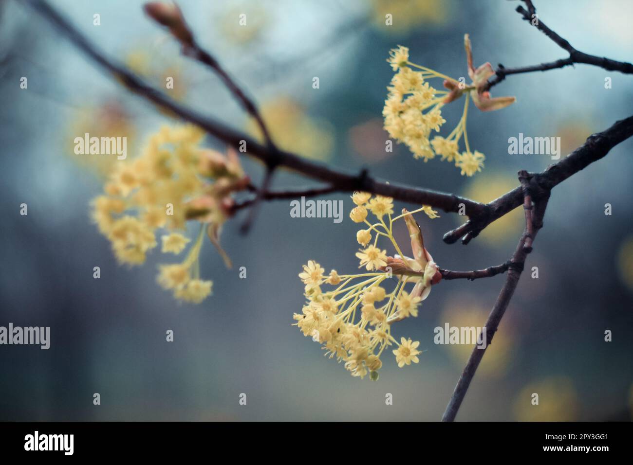 Close up yellow flower clusters of cornus concept photo. Early spring ...