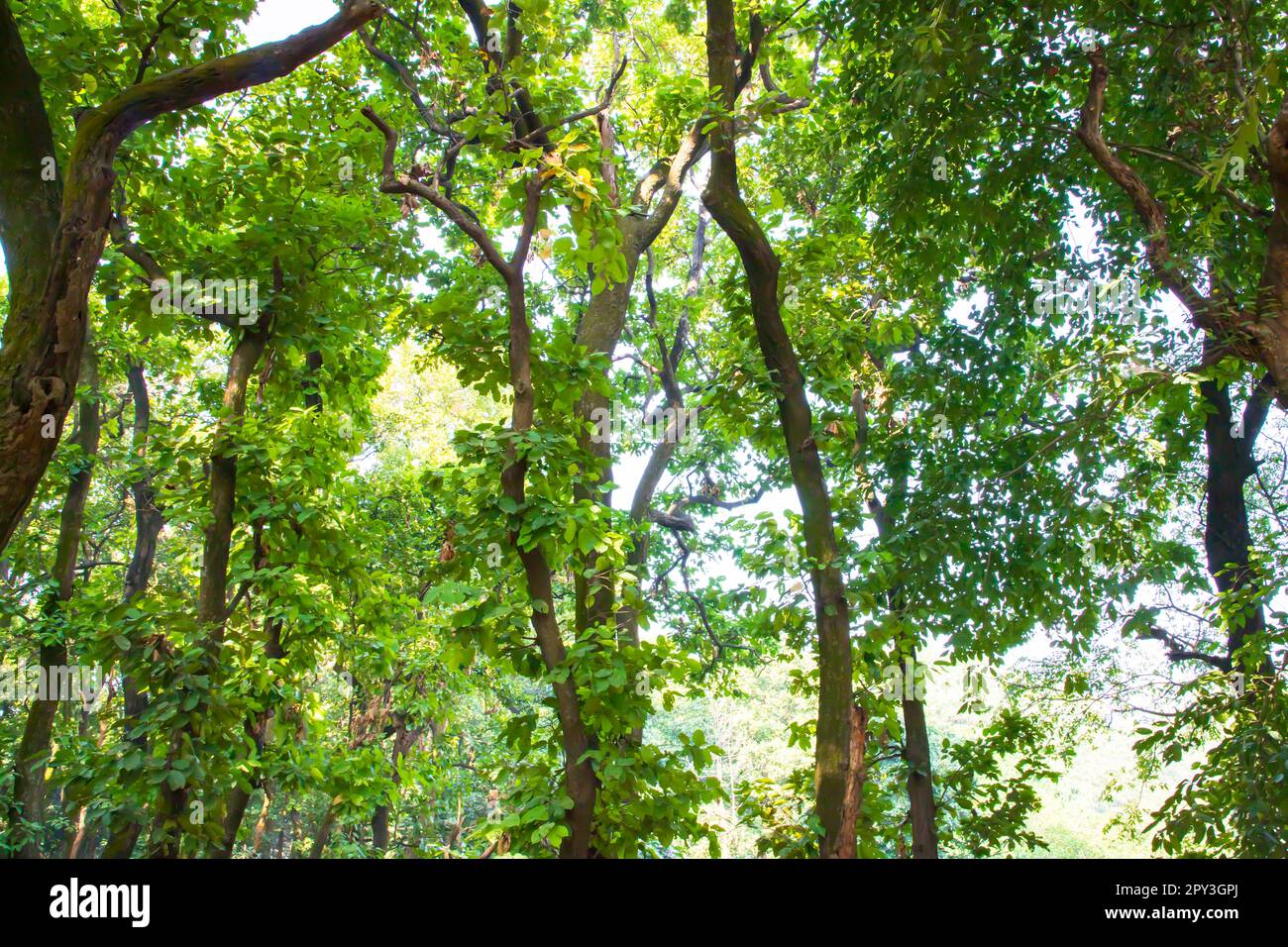Natural Forest Green Trees in the botanical garden park Stock Photo - Alamy