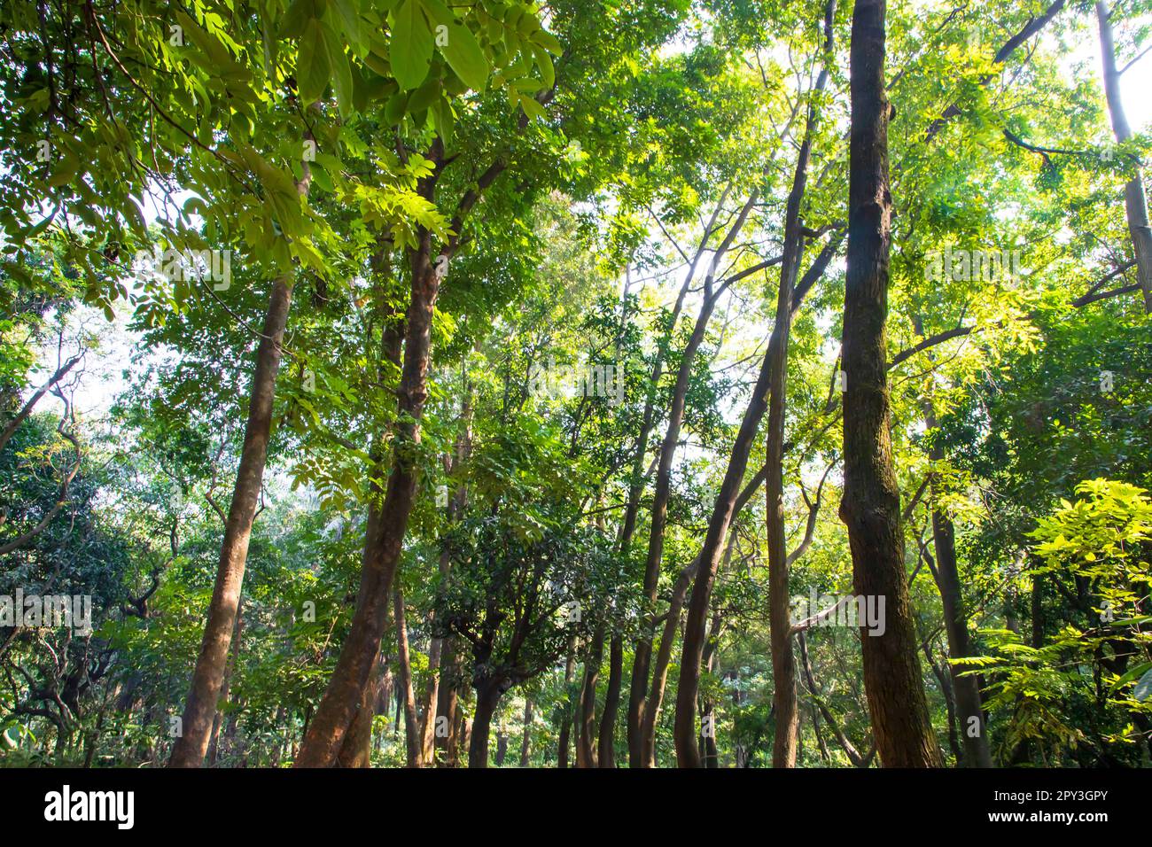 Natural Forest Green Trees in the botanical garden park Stock Photo - Alamy