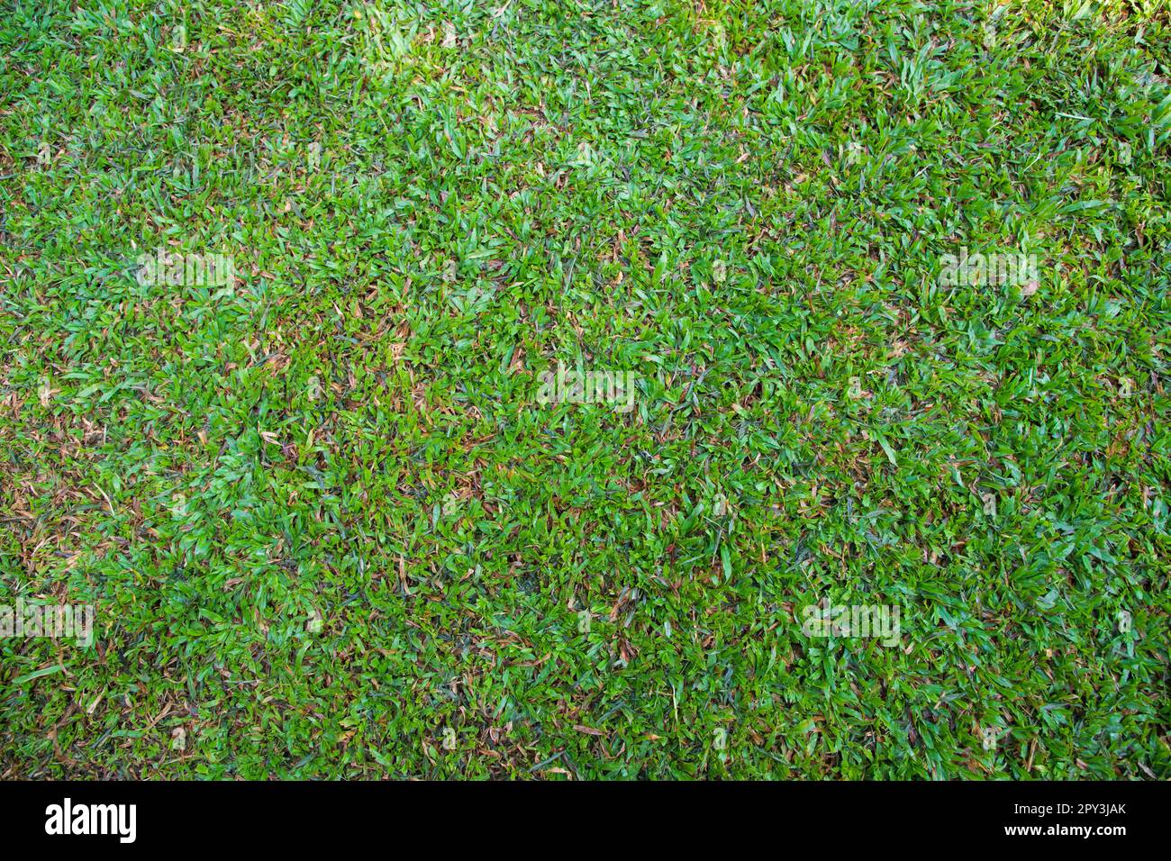 Natural Green Grass texture background wallpaper Stock Photo - Alamy