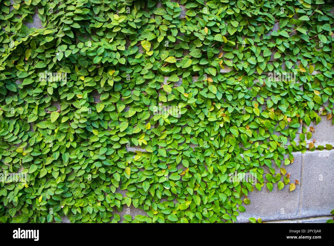 The detail of green climbing plants on a wall may be used as a texture concept background ...