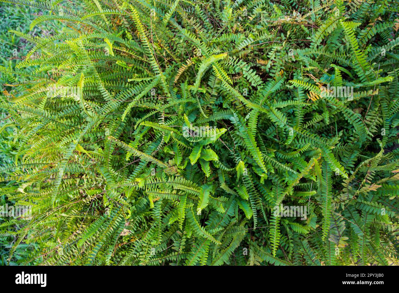 Natural Fern Leaves texture background wallpaper Stock Photo - Alamy