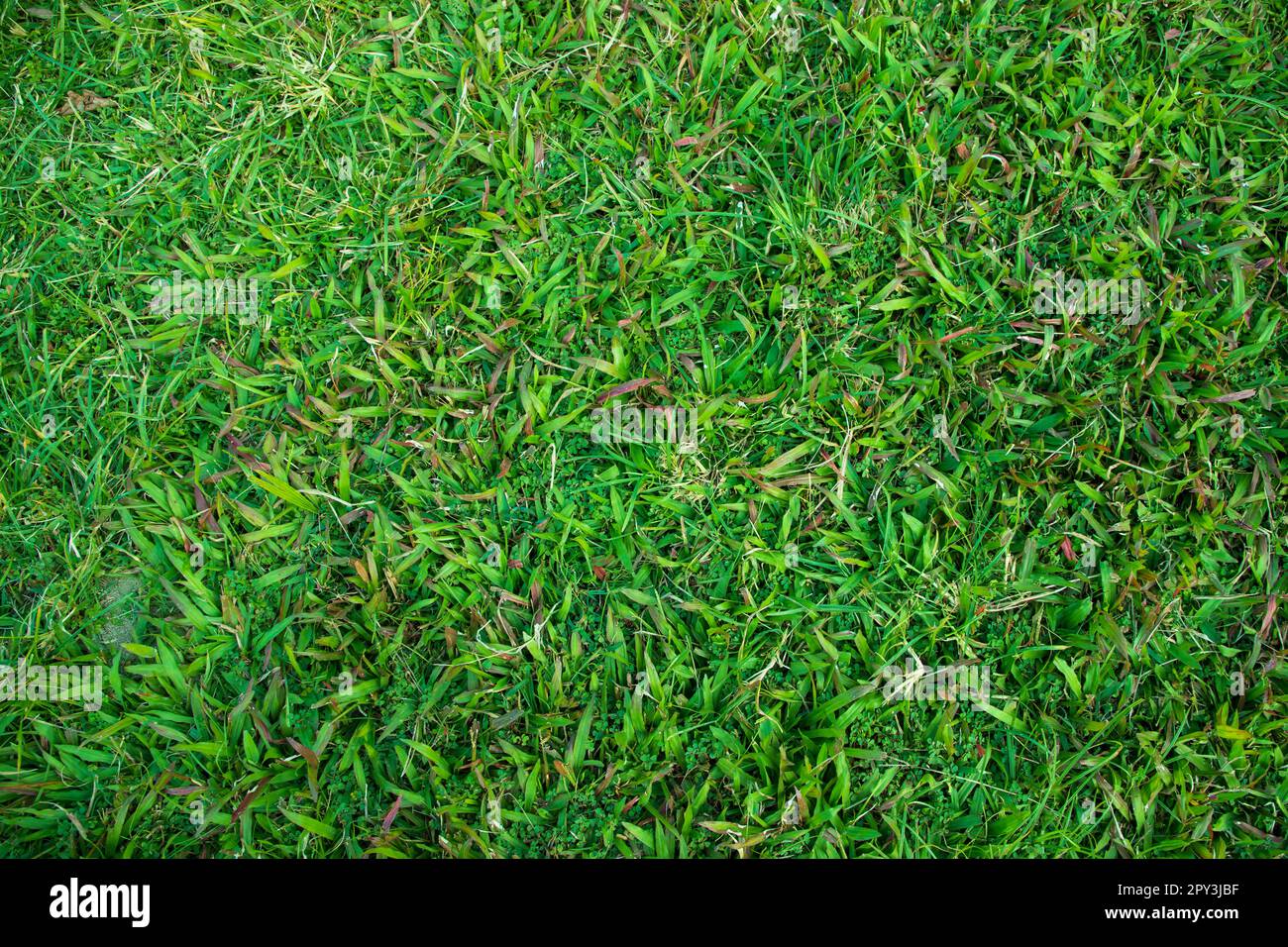 Natural Green Grass texture background wallpaper Stock Photo - Alamy