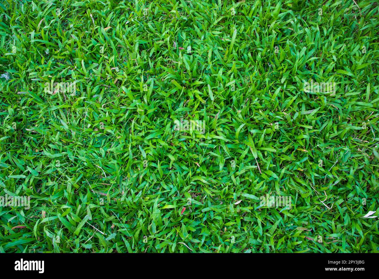 Natural Green Grass texture background wallpaper Stock Photo - Alamy