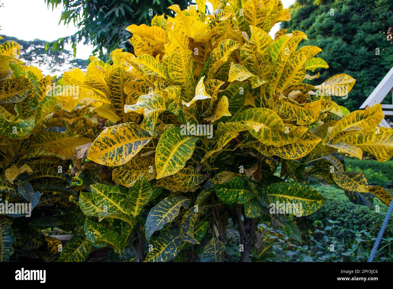 Natural Colorful Croton Leaves may be used as a texture background ...