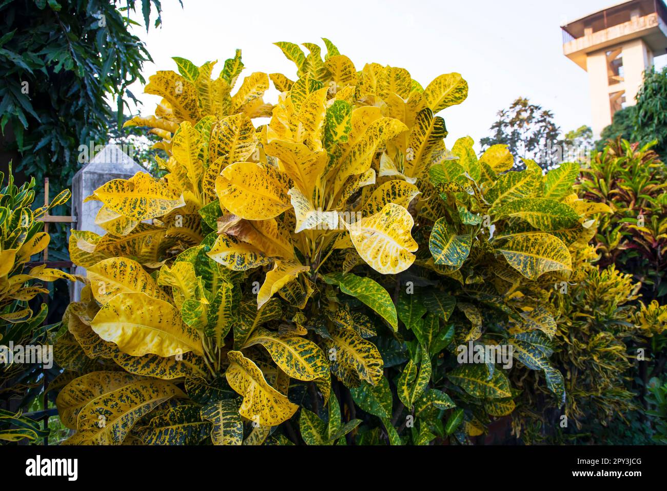 Natural Colorful Croton Leaves may be used as a texture background ...