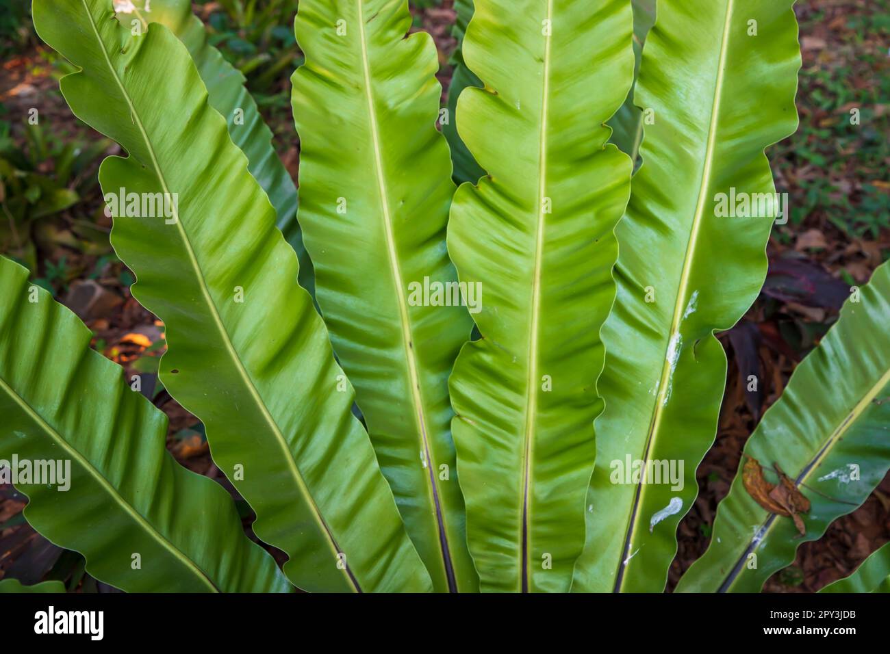 Bird's-nest fern (Asplenium nidus) plant Natural green leaves pattern ...