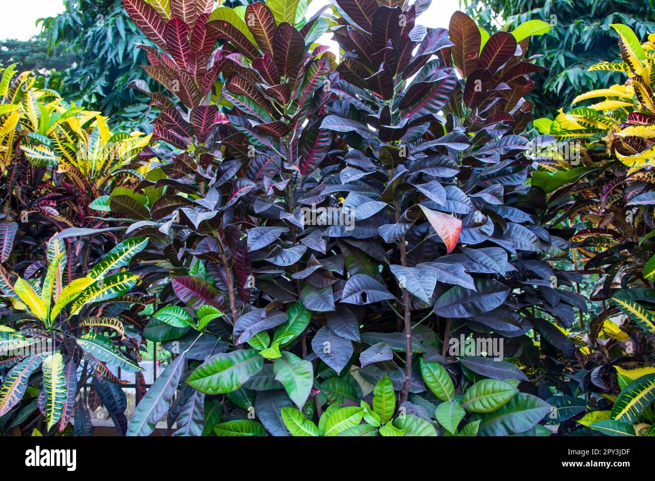 Natural Colorful Croton Leaves may be used as a texture background ...