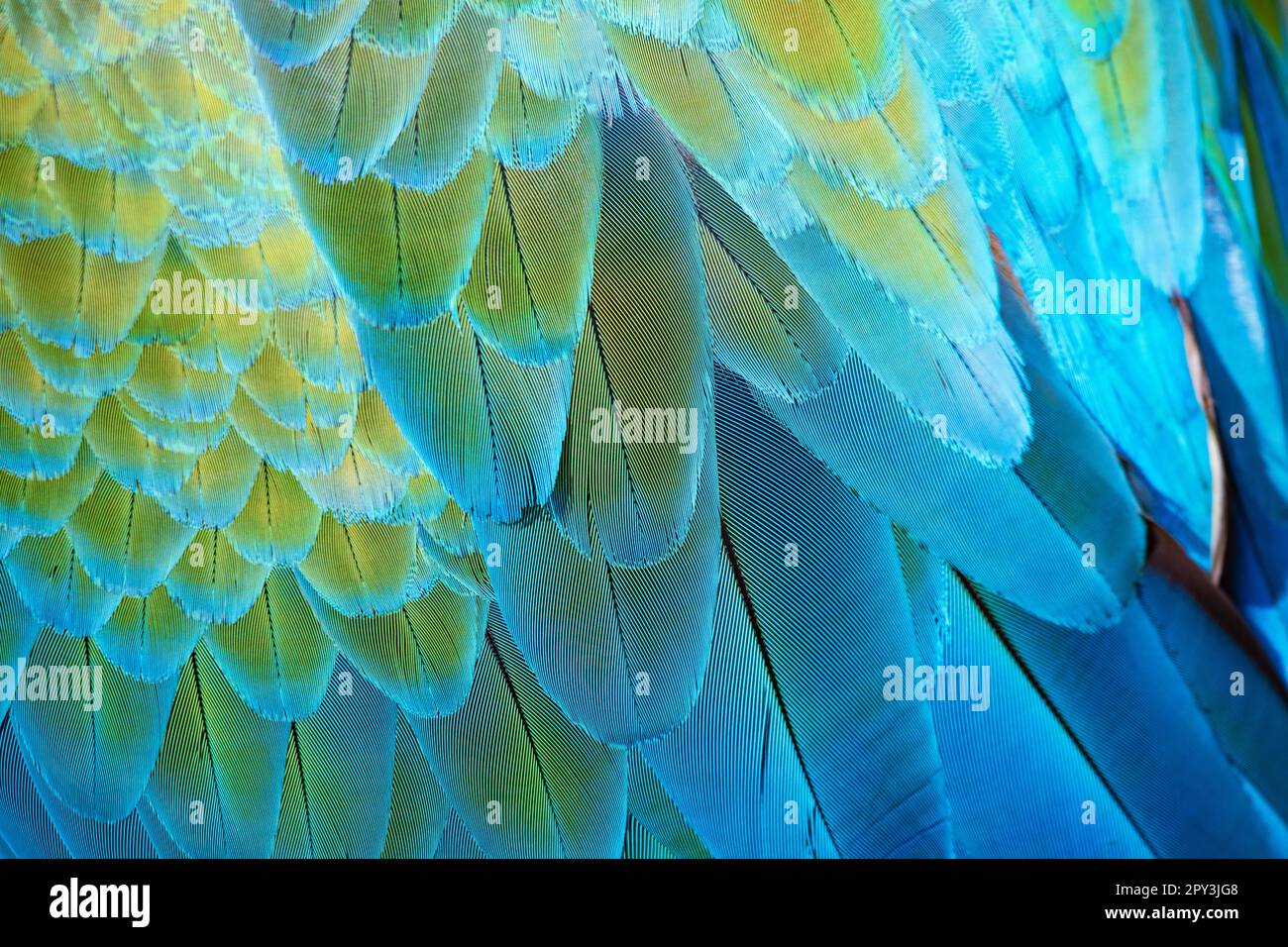 Vibrant feather patterns hi-res stock photography and images - Alamy