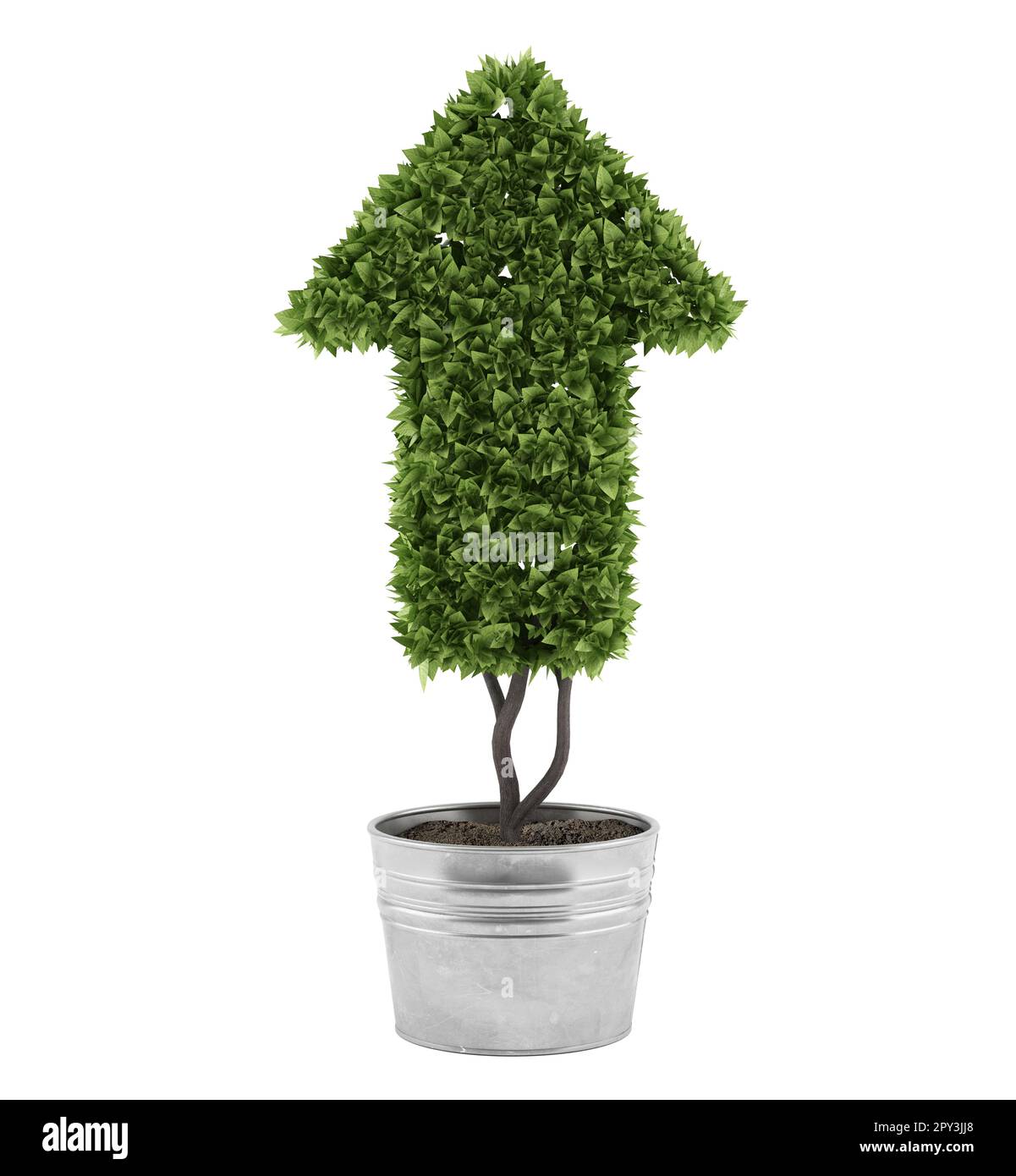 Plant cut in the shape of an arrow. concept of success and improvements ...