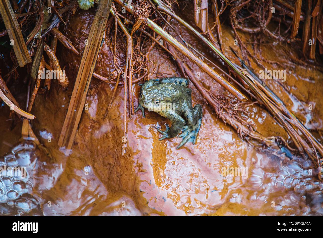 Mud puddle frog hi-res stock photography and images - Alamy