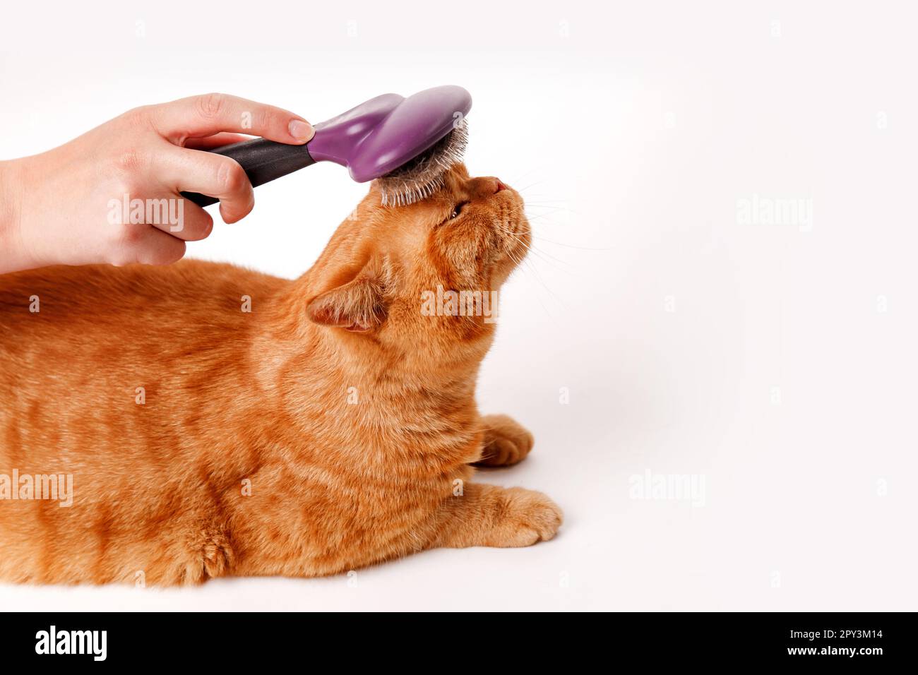 Woman combing a red british cat on white background. Cat Grooming Stock ...