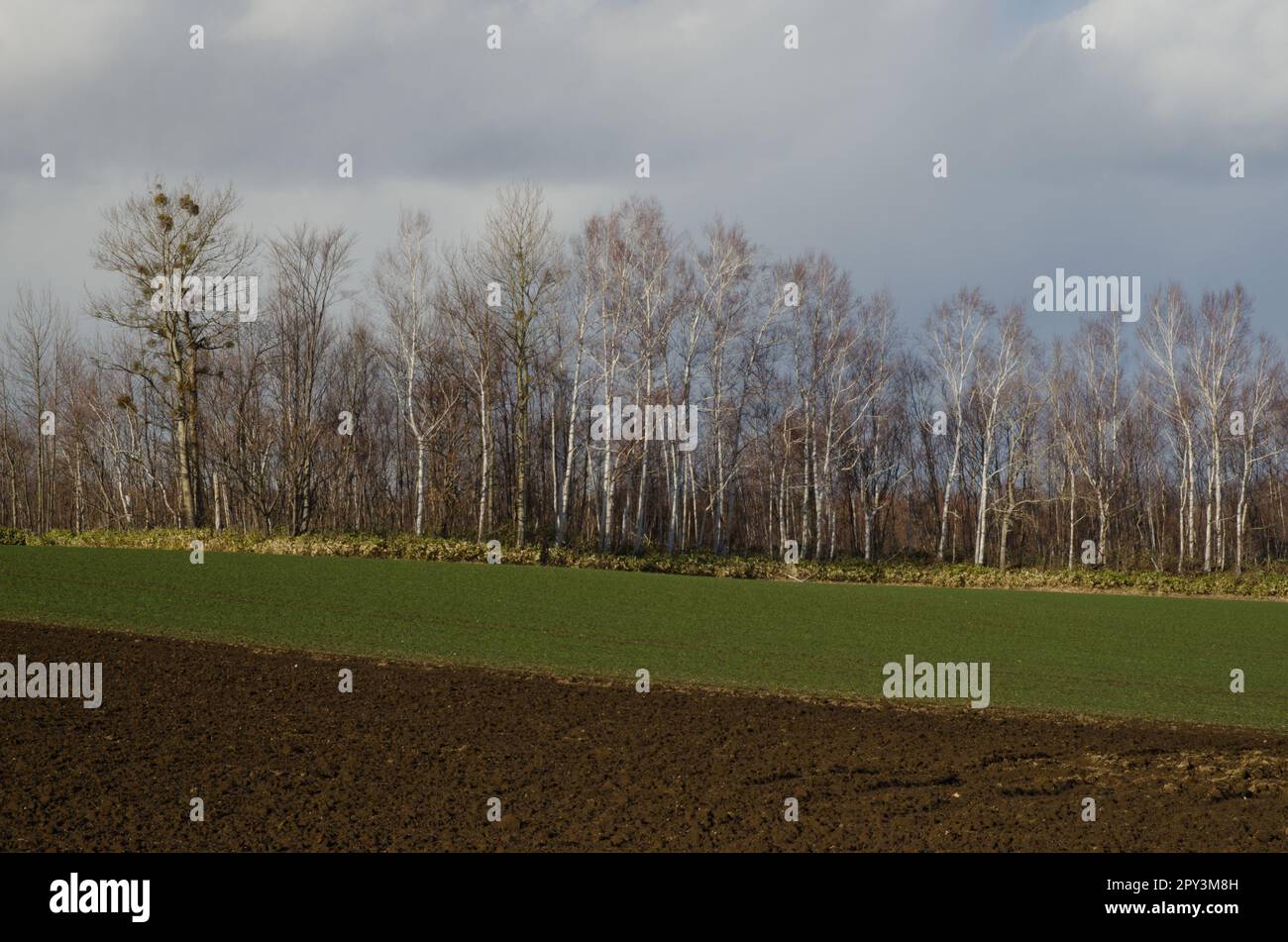 Crop field and deciduous forest in Kiyosato. Okhotsk Subprefecture ...