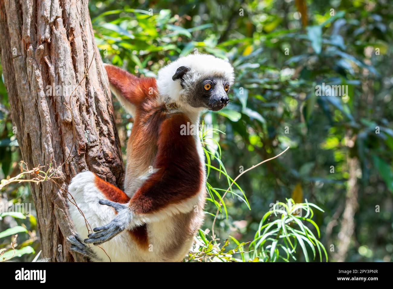 Beautiful Coquerel's sifaka lemur, (Propithecus coquereli). Endangered ...
