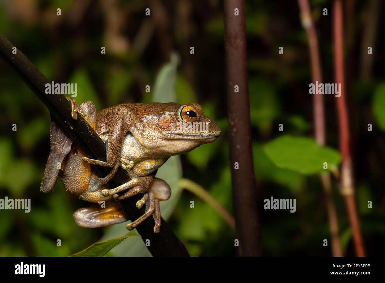 Madagascan Treefrog, Boophis madagascariensis,, endemic species of frog ...