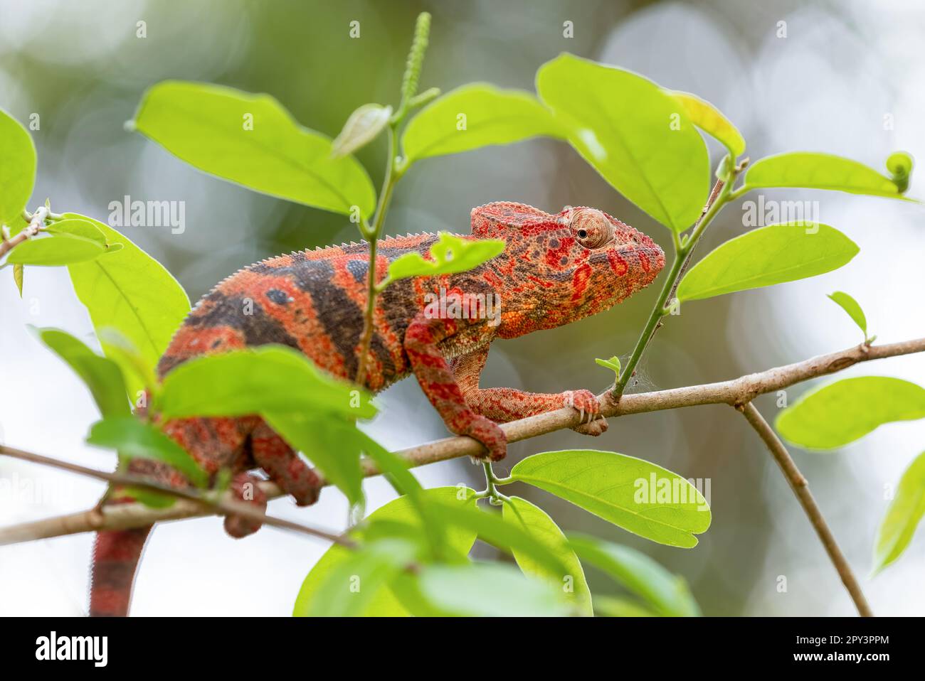 Furcifer nicosiai is a large endemic species of chameleon, a lizard in ...