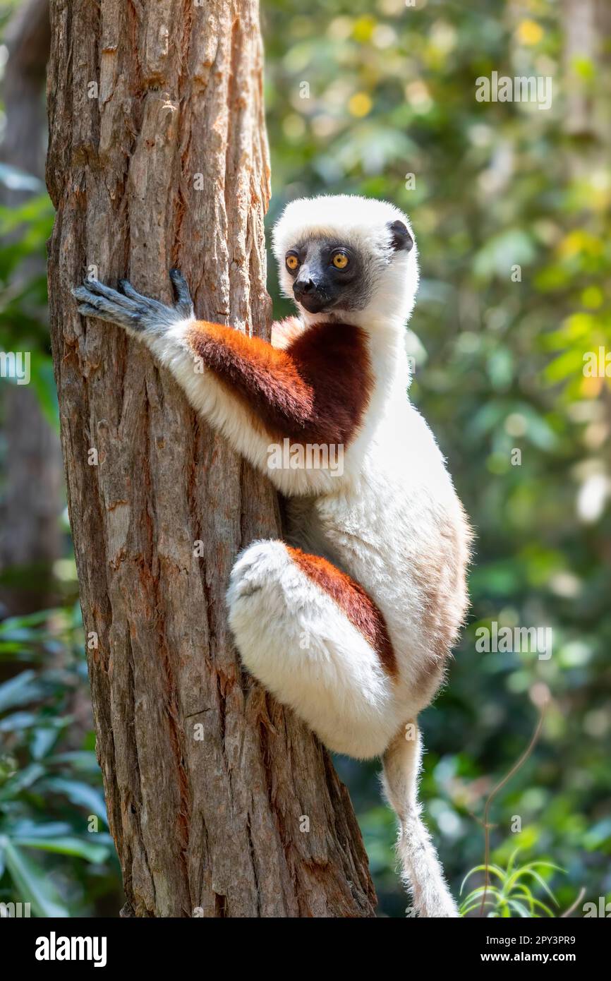 Beautiful Coquerel's sifaka lemur, (Propithecus coquereli). Endangered ...
